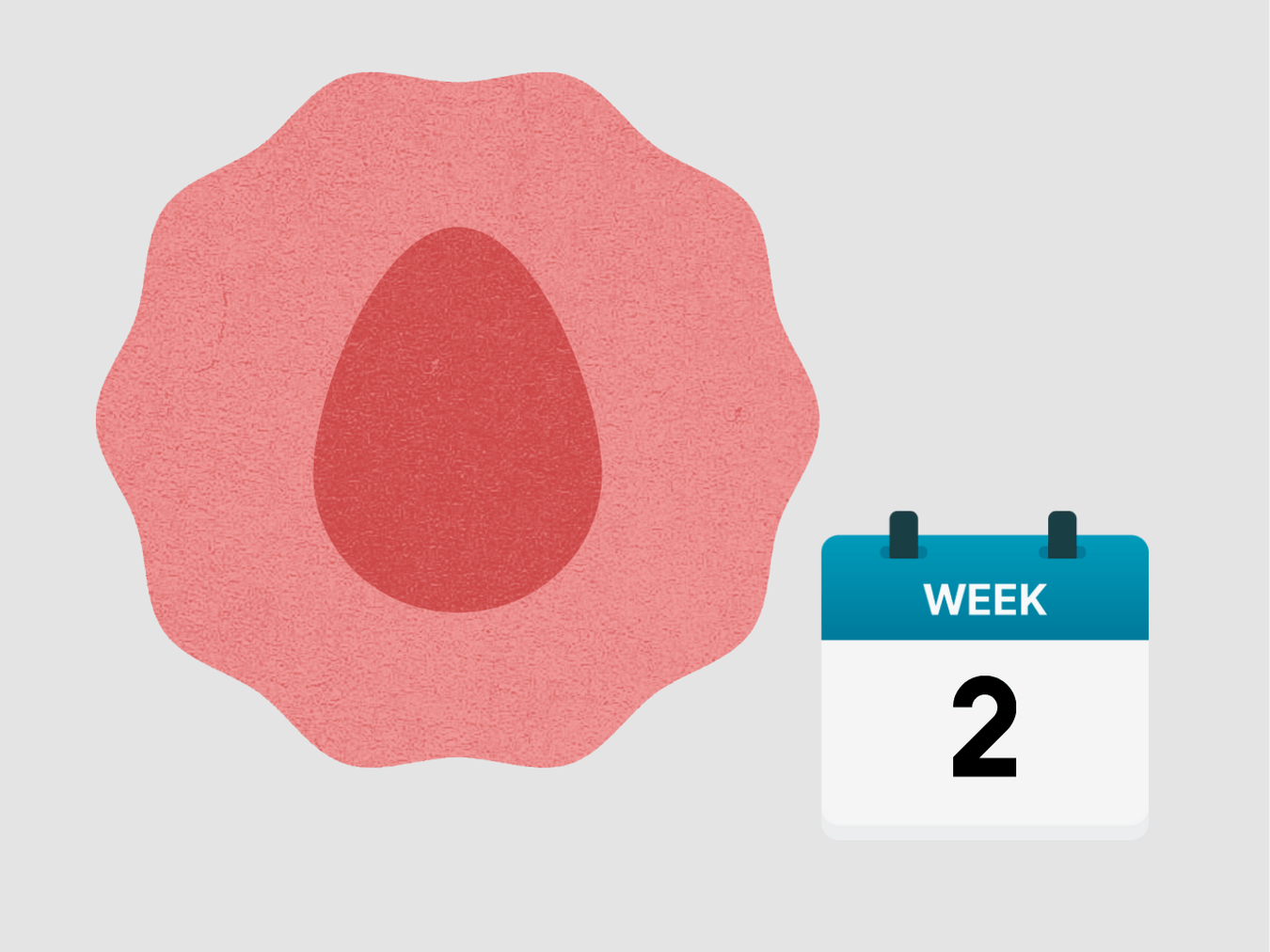 2 Week Pregnant: Baby Development,Symptoms and Health Tips